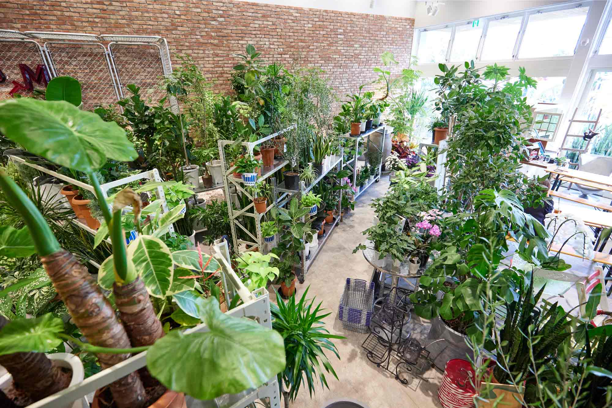 Revys Thomas 555 | レヴィートーマス 555